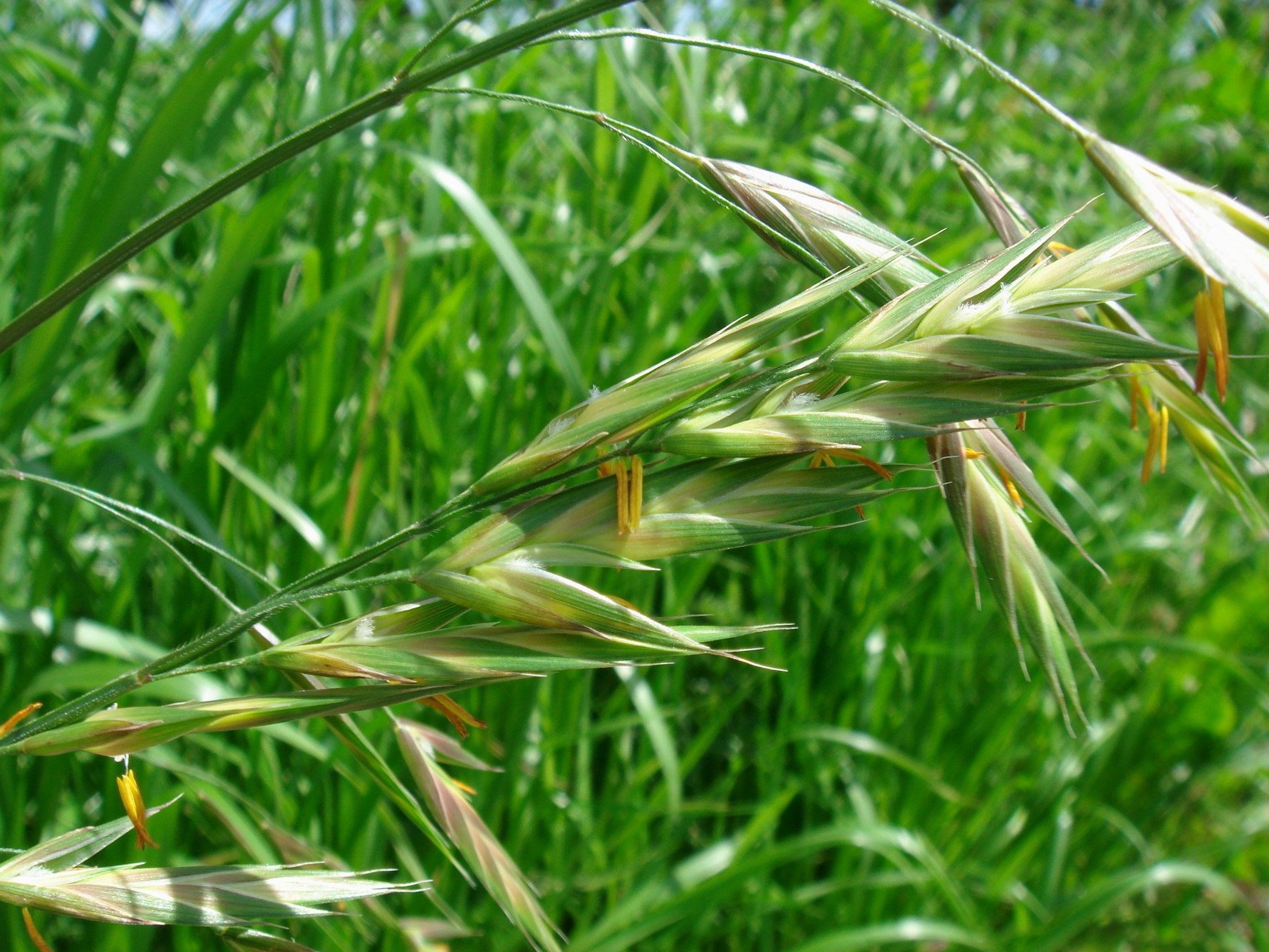 Bromus catharticus Vahl